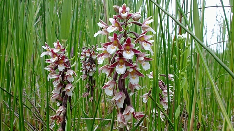 Marsh helleborine | The Wildlife Trusts
